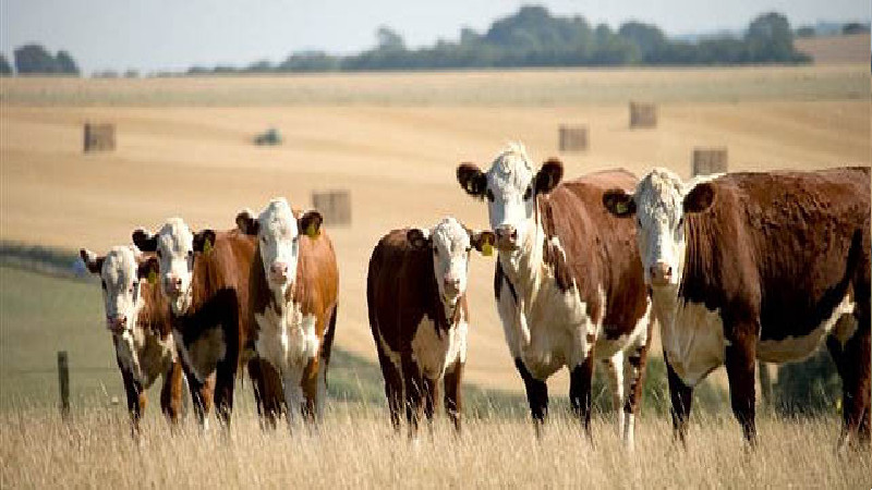 The Importance Of An Animal Inspection – bloggersspot